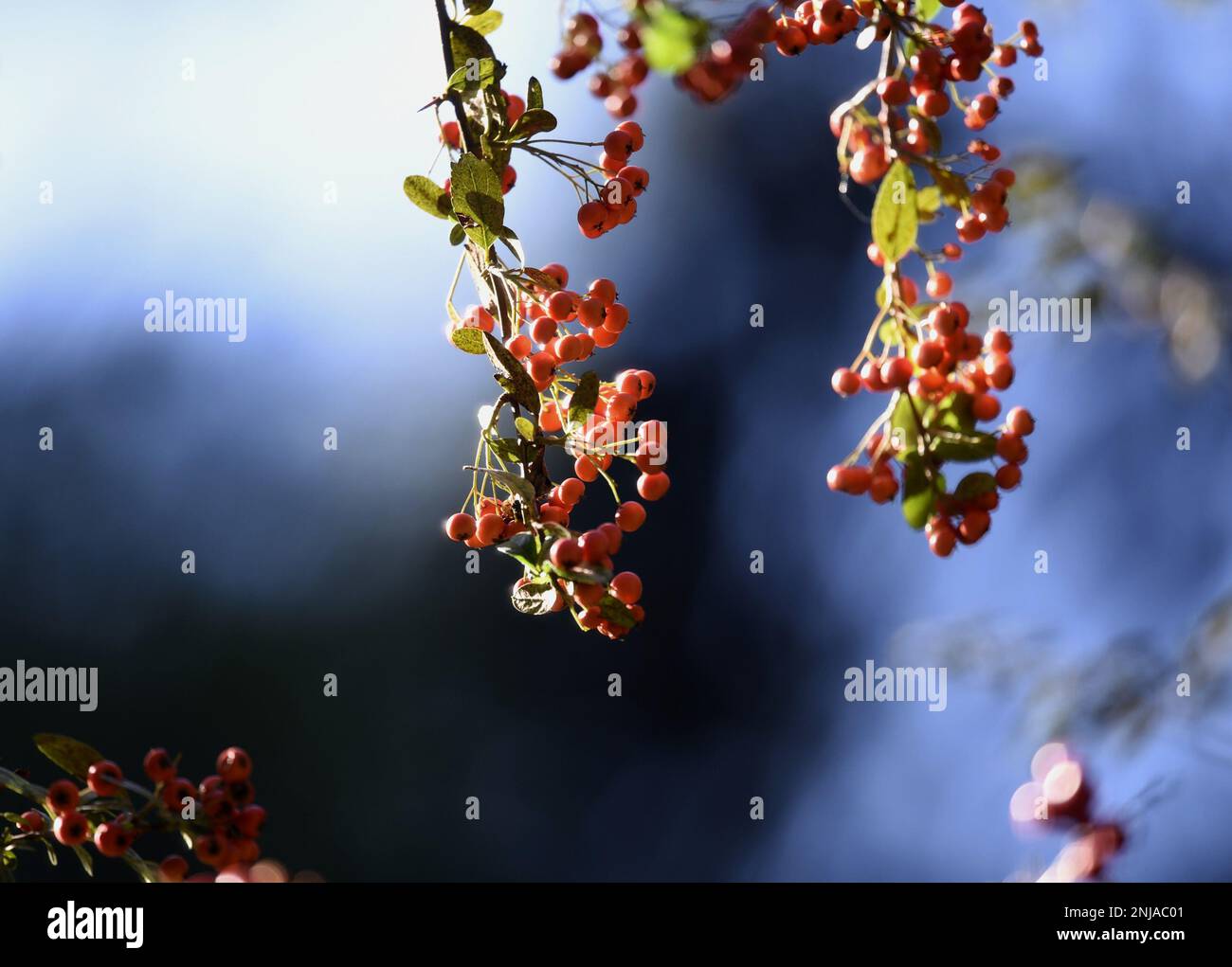 Pyracantha coccinea, "Scarlet firethorn" an evergreen shrub with bright ...
