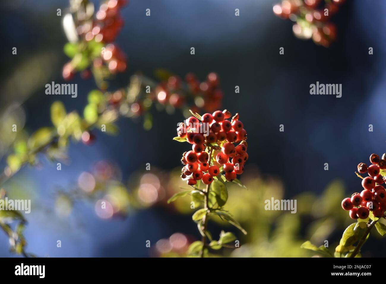 Pyracantha coccinea, "Scarlet firethorn" an evergreen shrub with bright ...
