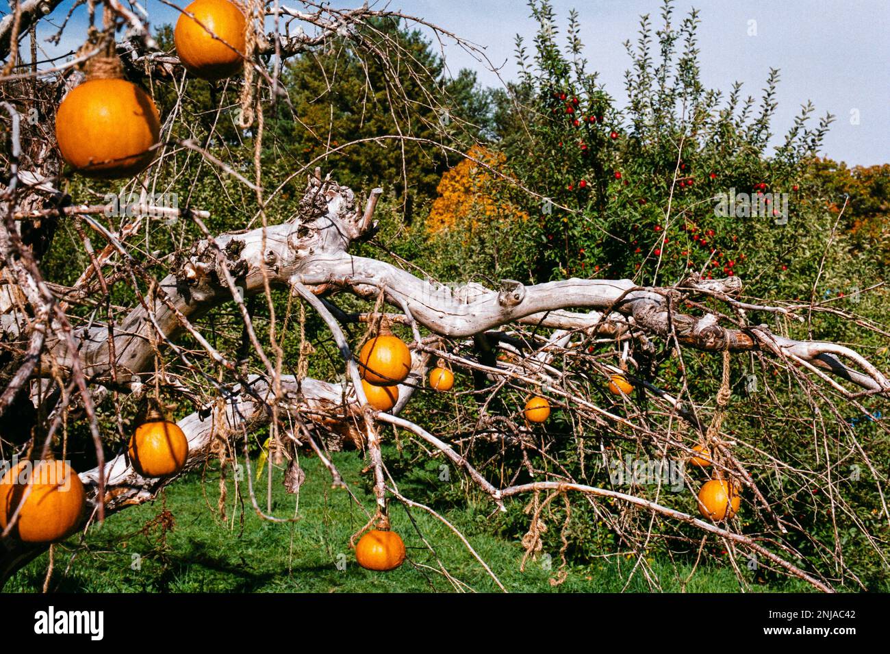 Tiny pumpkins hand from dead apple tree as Halloween decorations in an ...