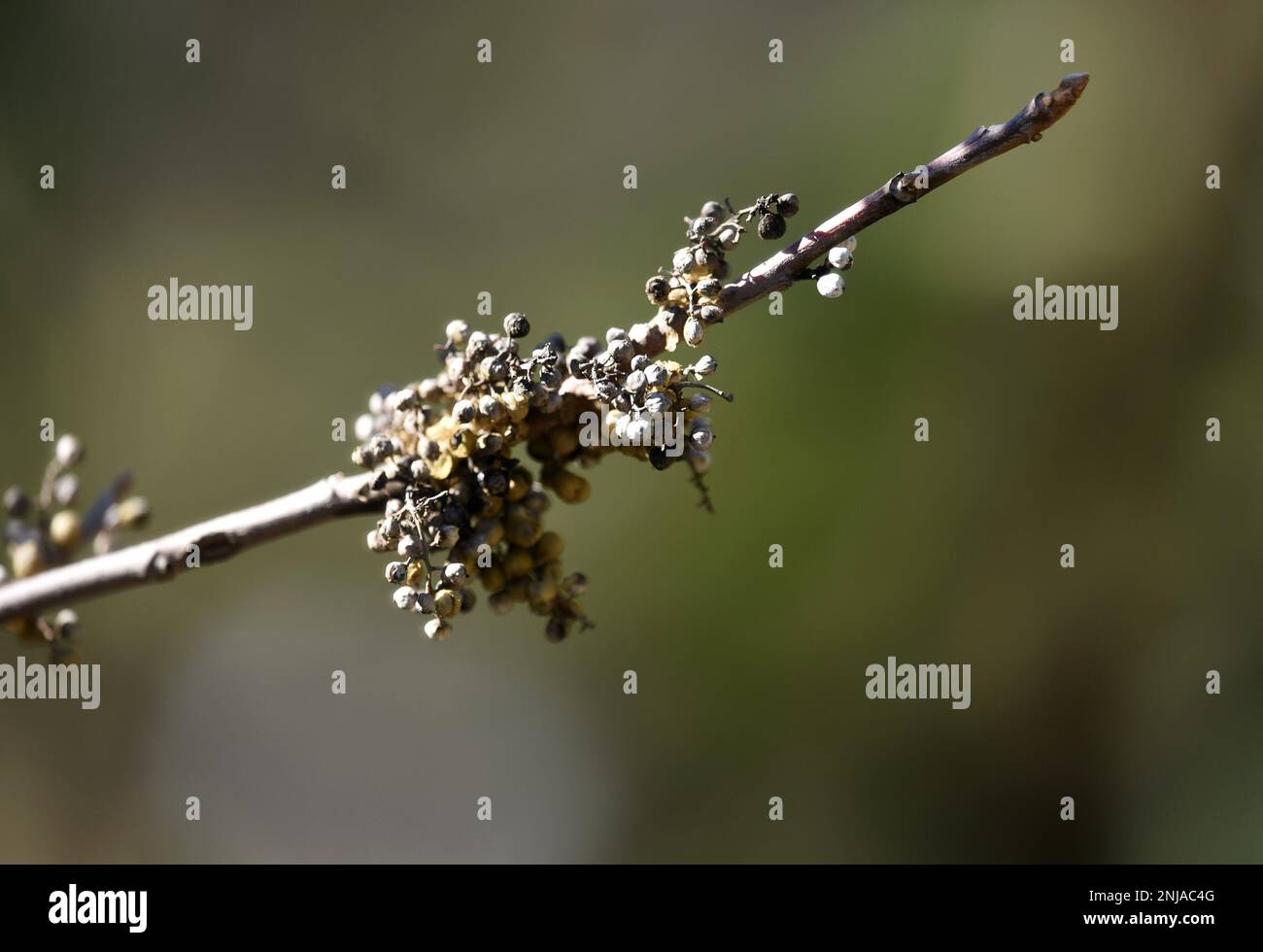 Rhus aromatica a deciduous woody plant known as fragrant sumac Stock ...