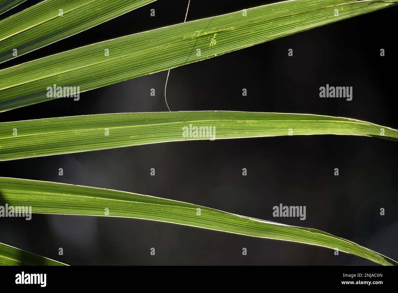 Sabal fruit hi-res stock photography and images - Alamy