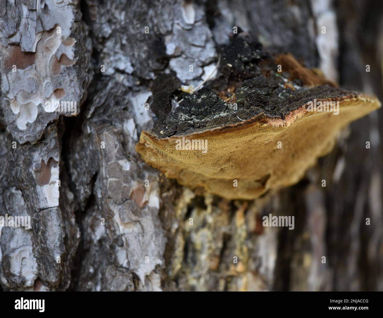Tree trunk rough surface abstract Stock Photo - Alamy