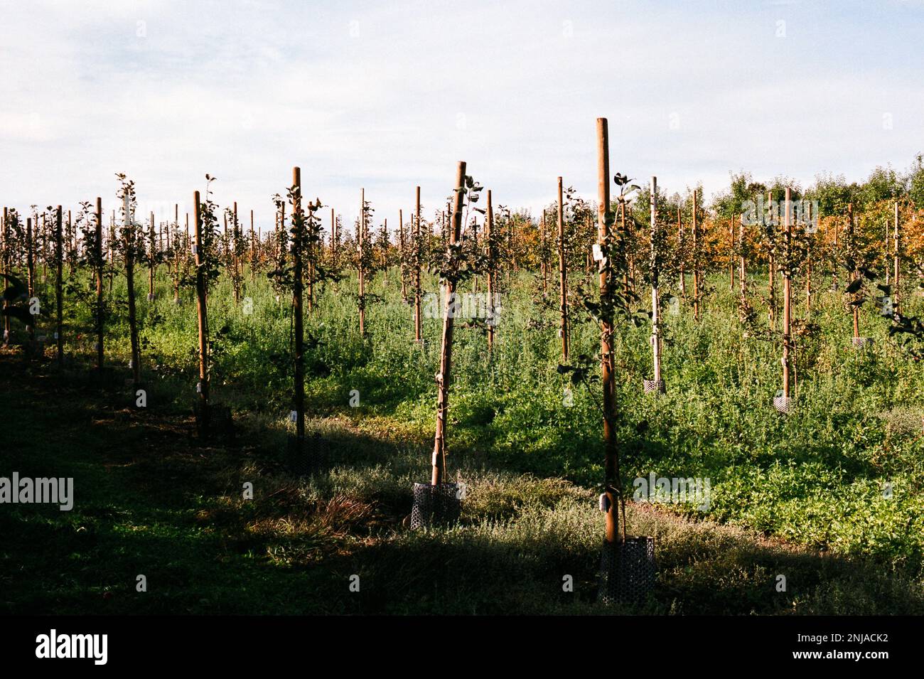 Orchard poles hi-res stock photography and images - Alamy