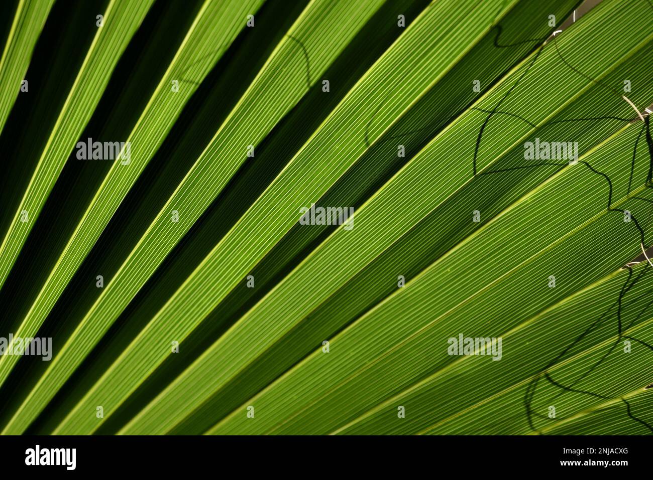 Washingtonia robusta "Skyduster" fan palm tree leaves closeup Stock ...