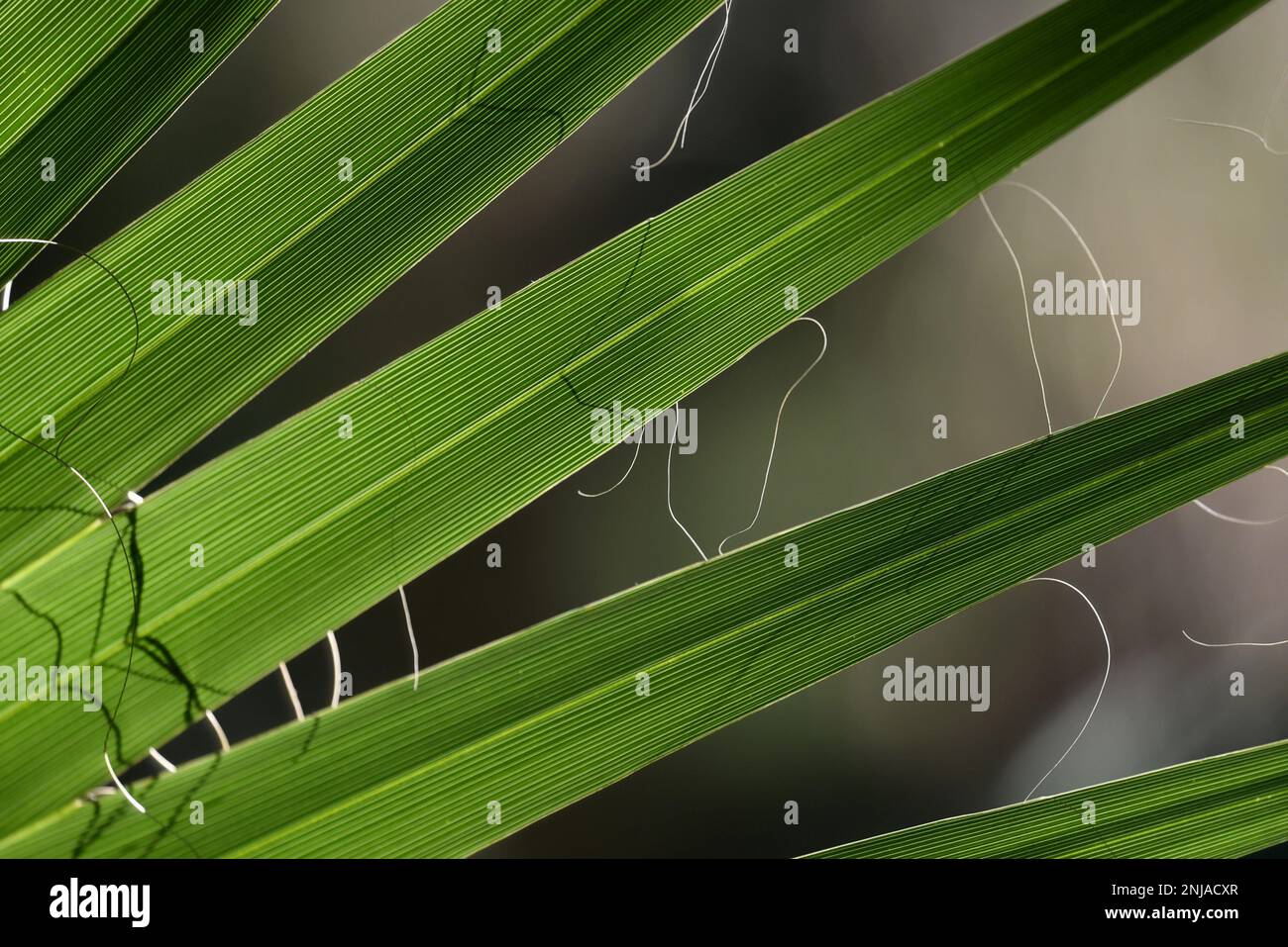 Washingtonia robusta "Skyduster" fan palm tree leaves closeup Stock ...