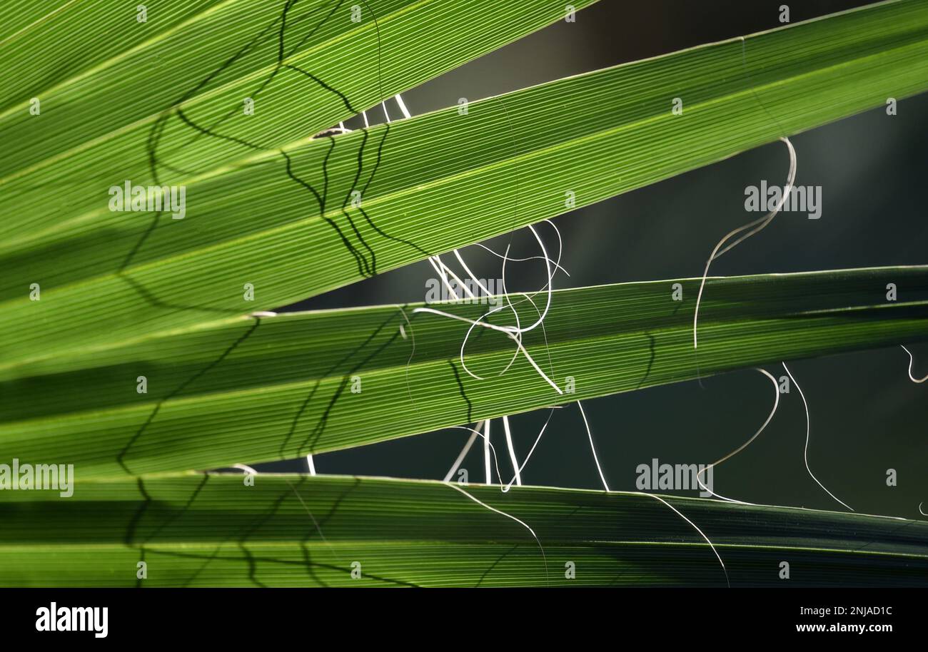 Washingtonia robusta "Skyduster" fan palm tree leaves closeup Stock ...