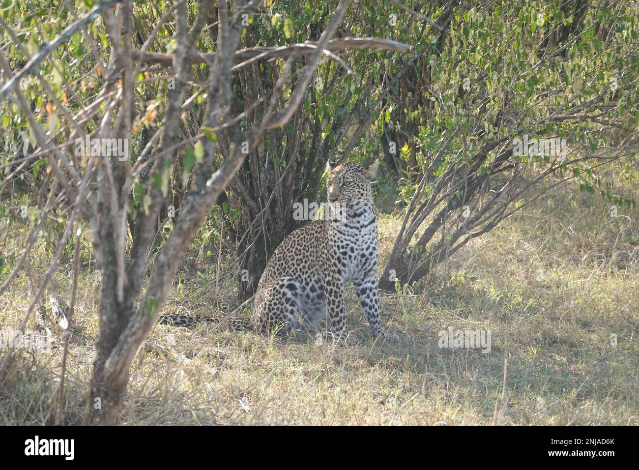 Leopard in the savannah of Kenya Stock Photo - Alamy