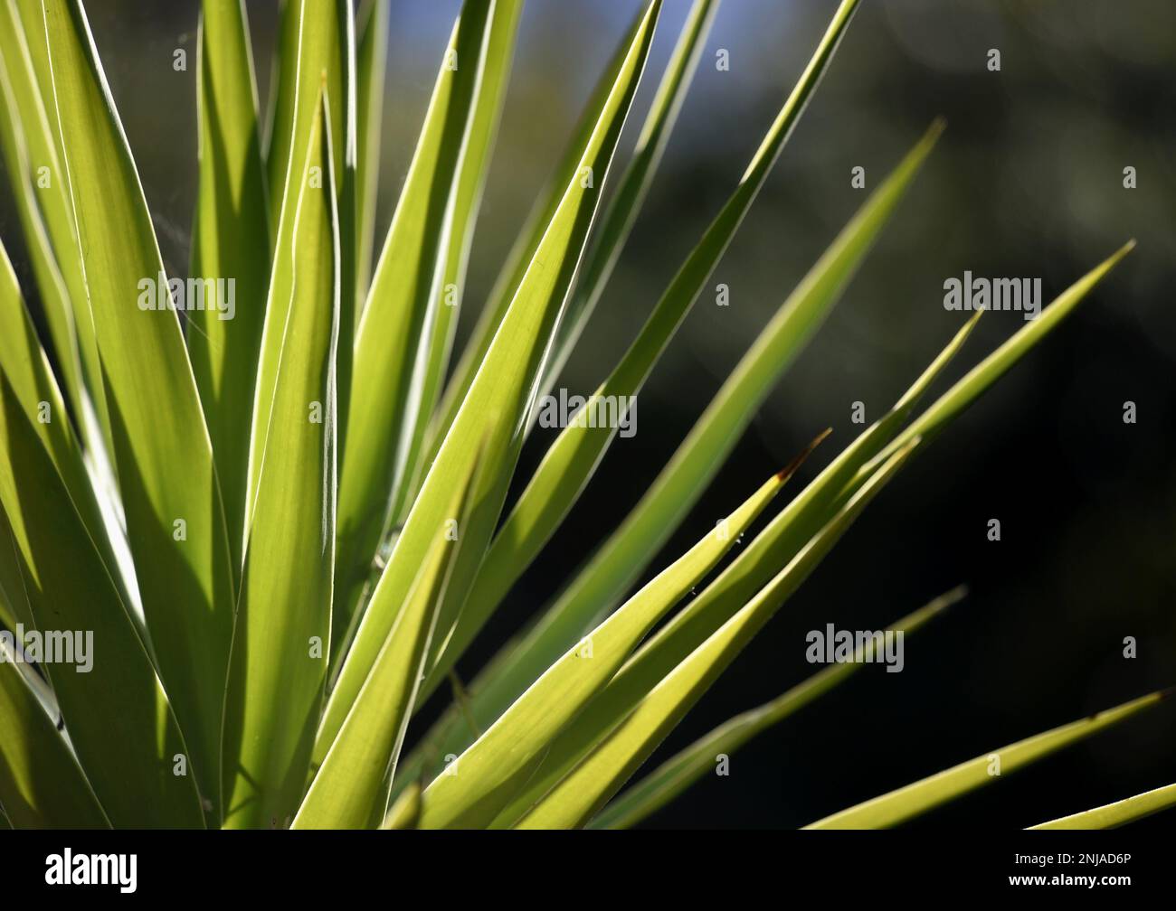 Yucca aloifolia leaves closeup on a dark background texture Stock Photo ...