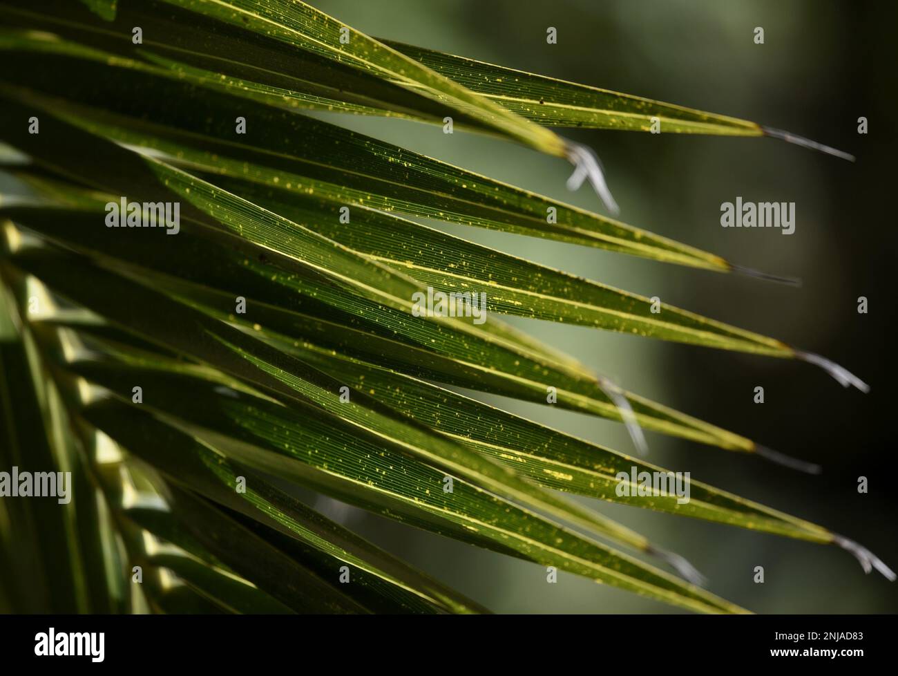 Washingtonia robusta "Mexican fan palm tree" evergreen palmate leaves ...