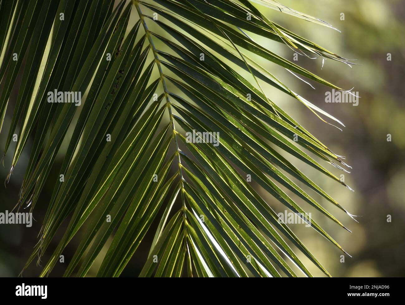 Washingtonia robusta "Mexican fan palm tree" evergreen palmate leaves ...