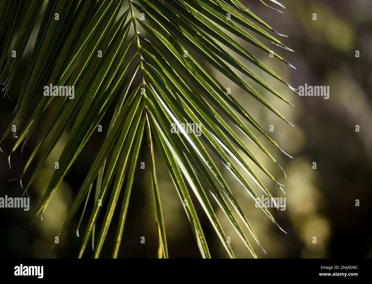 Washingtonia robusta "Mexican fan palm tree" evergreen palmate leaves ...