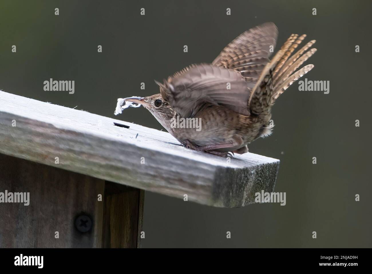 House wren display Stock Photo - Alamy