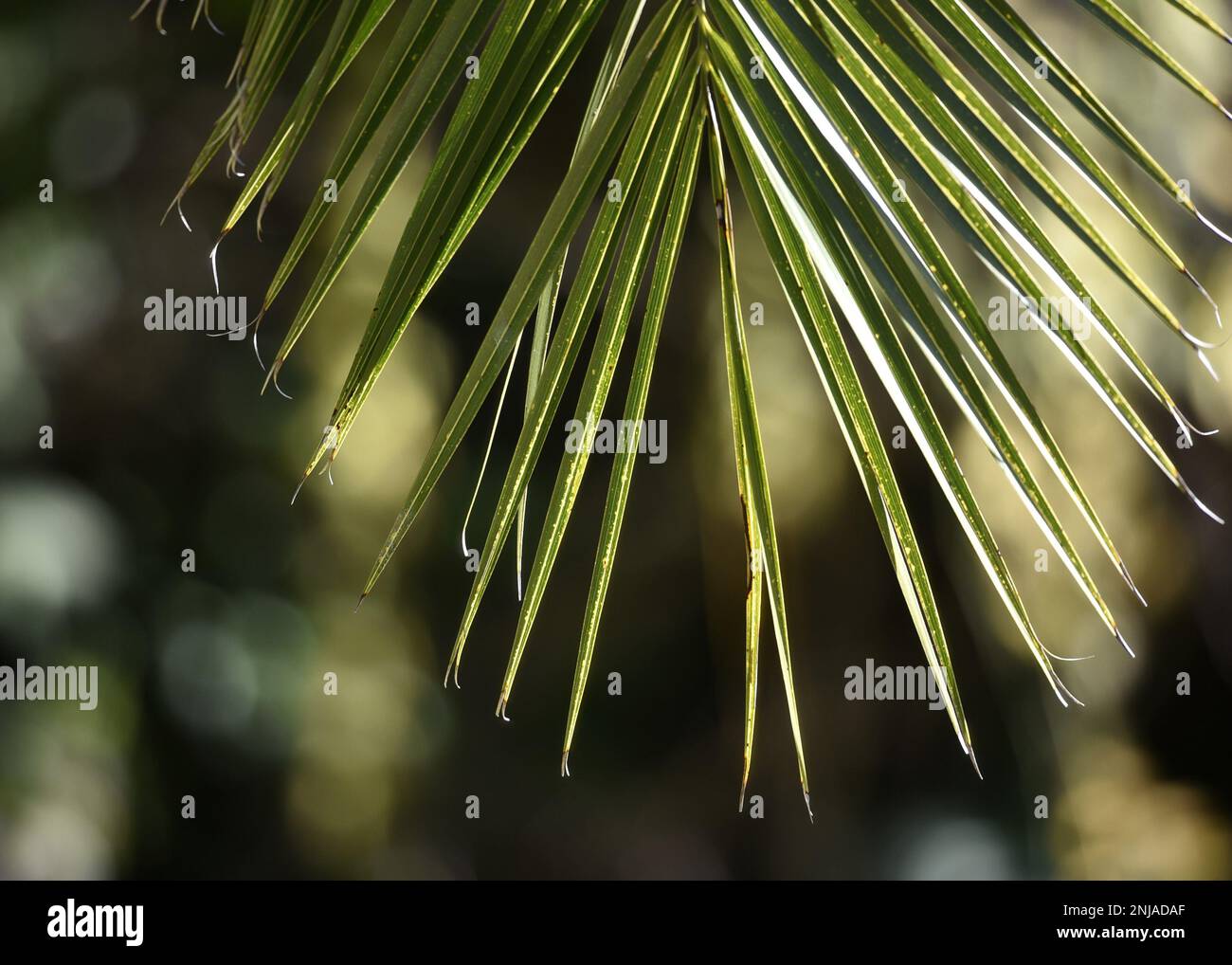 Washingtonia robusta "Mexican fan palm tree" evergreen palmate leaves ...