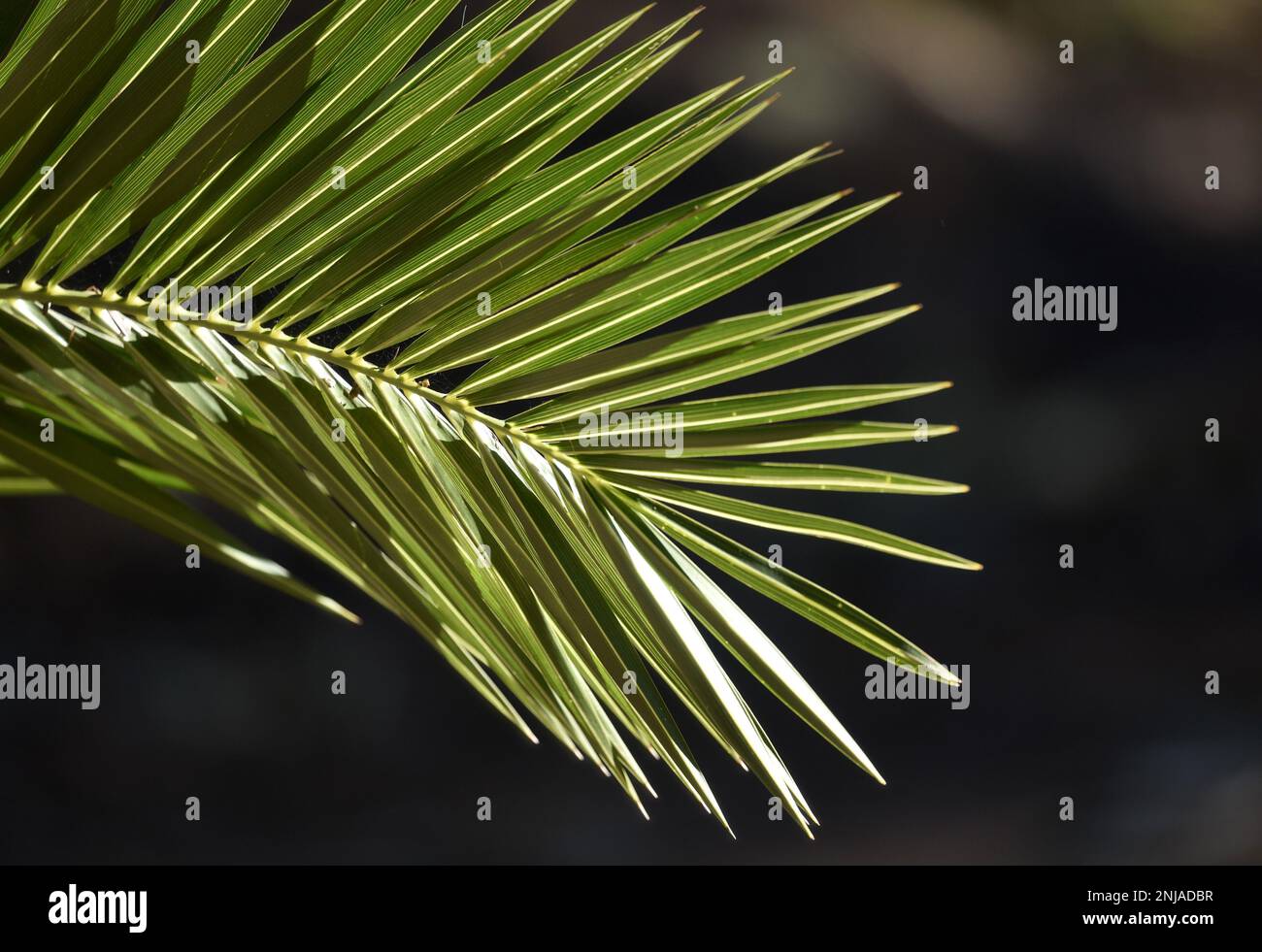 Washingtonia robusta "Mexican fan palm tree" evergreen palmate leaves ...