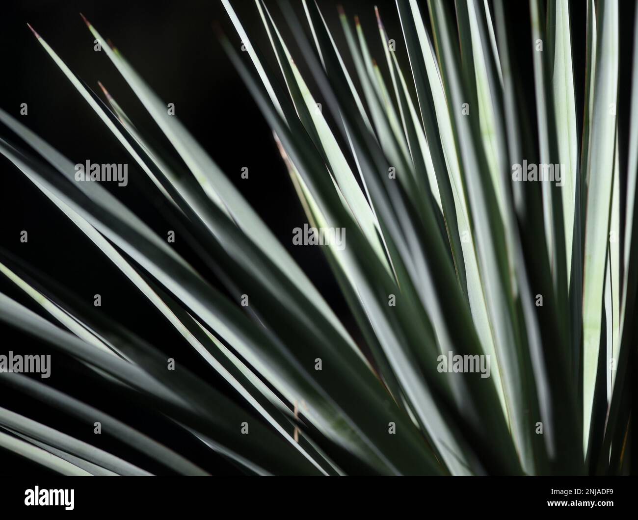 Yucca schottii steely-blue leaves on a dark background texture Stock ...