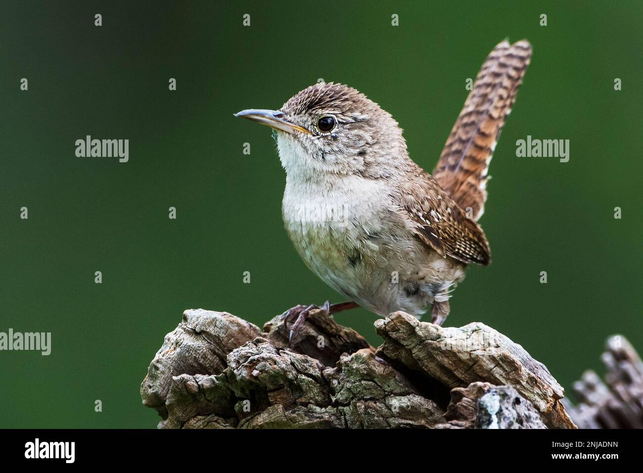 Wren birds hi-res stock photography and images - Alamy