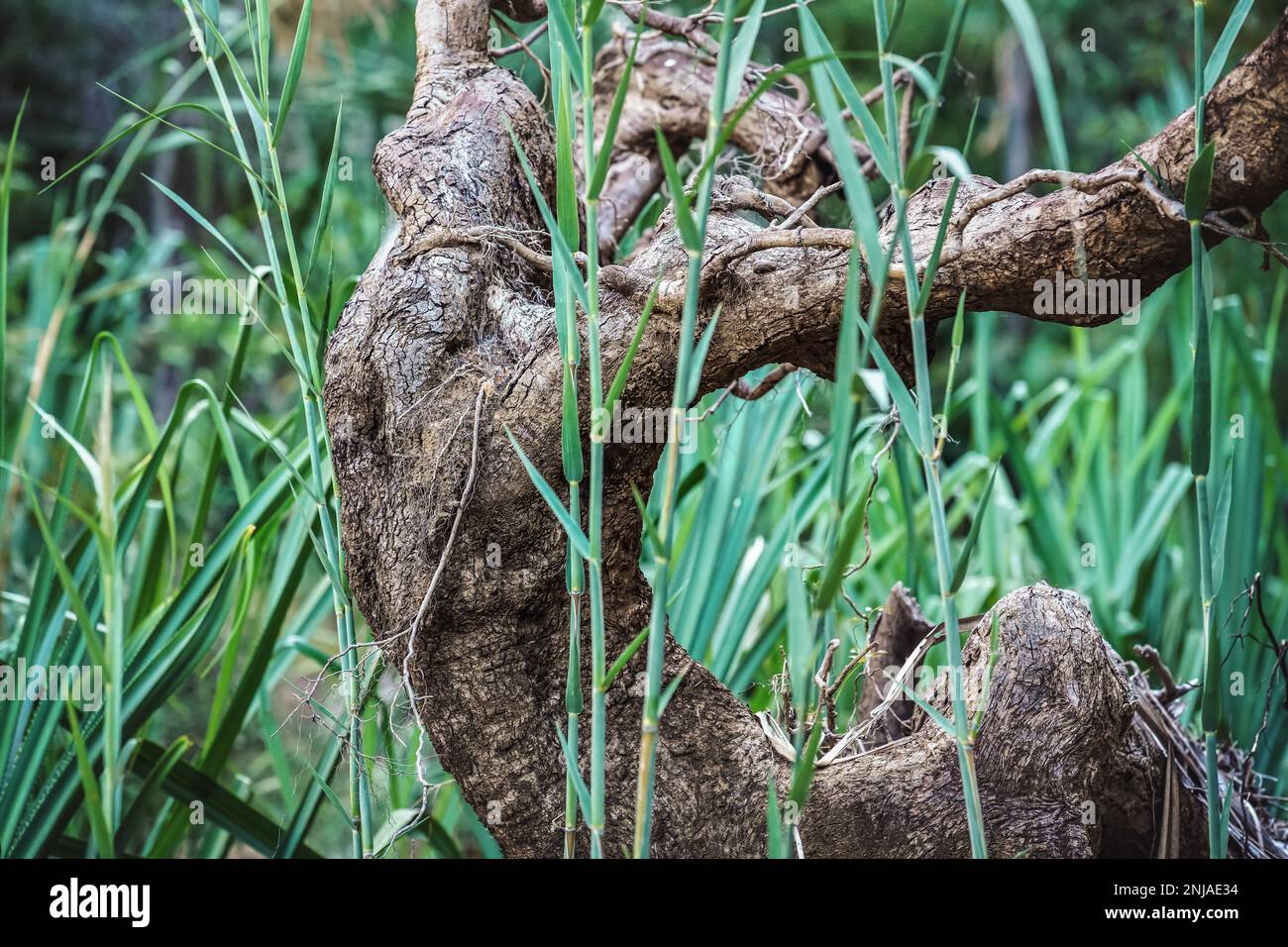 African rainforest jungle in Isalo park, close detail to green palm ...