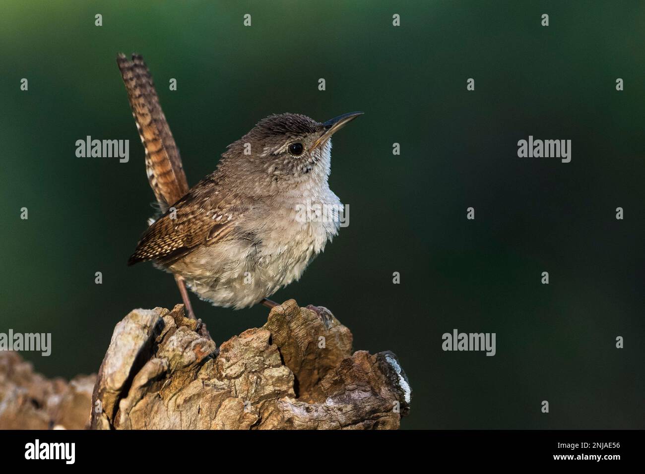 Wren close hi-res stock photography and images - Alamy