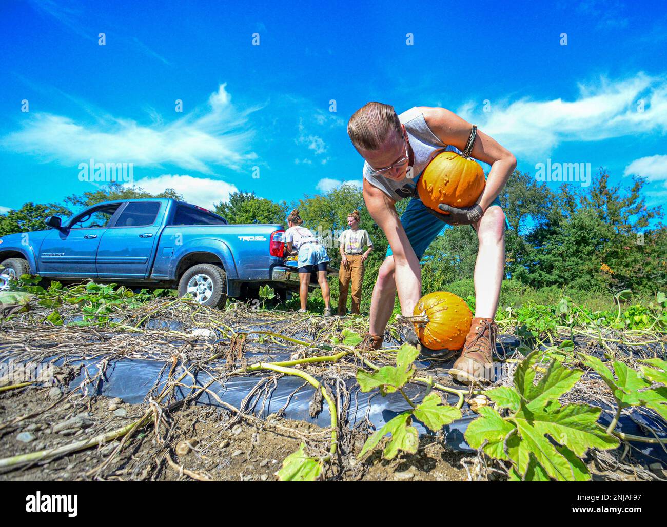 Alessia Darling, a field crew member at Walker Farm collects pumpkins ...