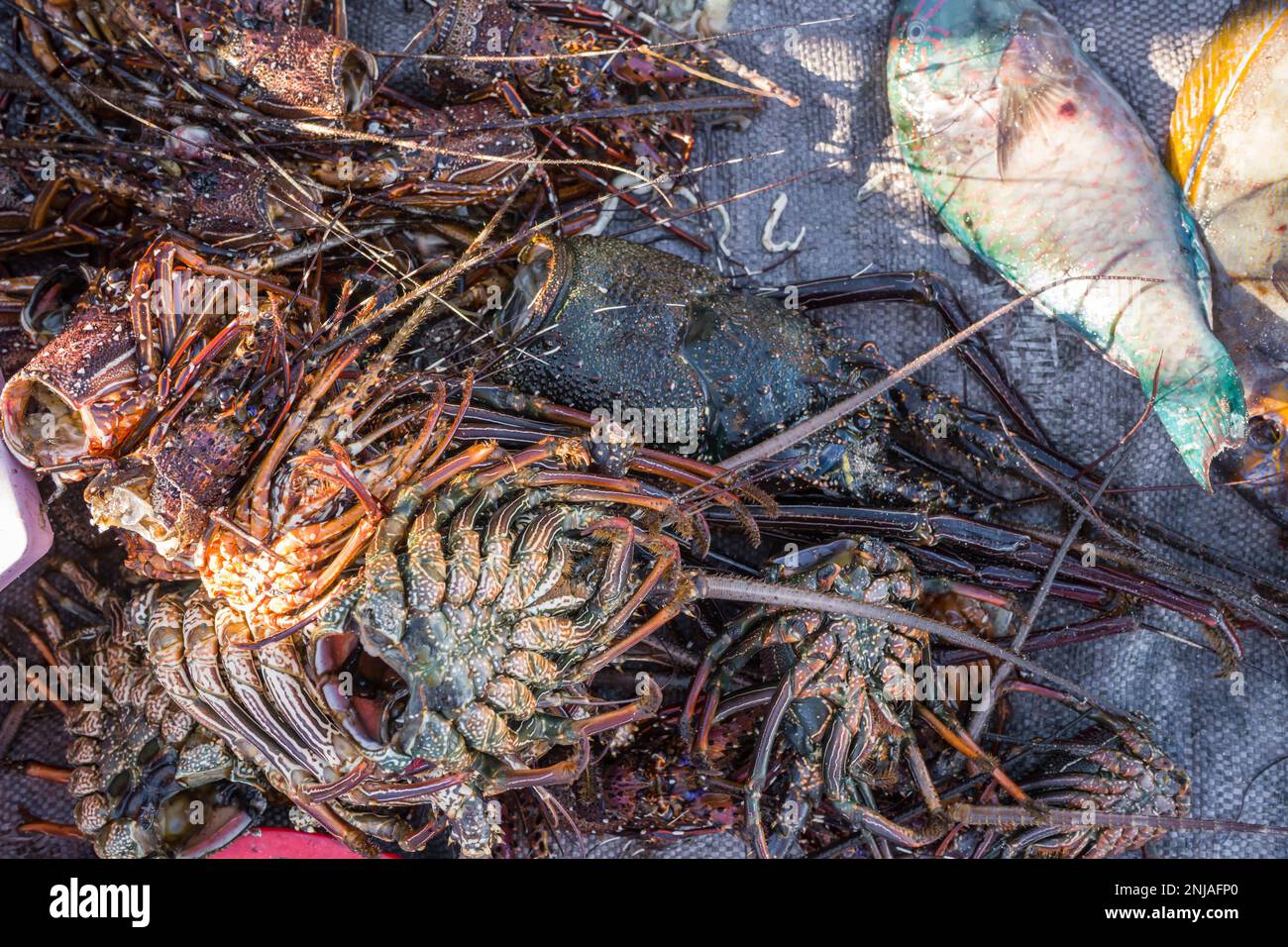 Freshly caught seafood, crustaceans and some fish on a pile at beach ...