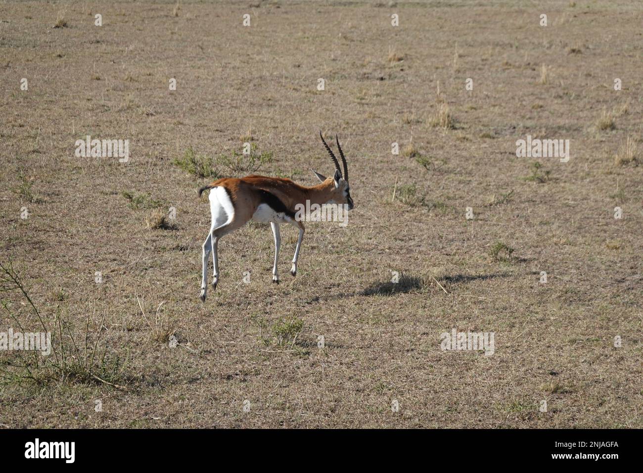 Gazelle in the savannah of Kenya Stock Photo - Alamy