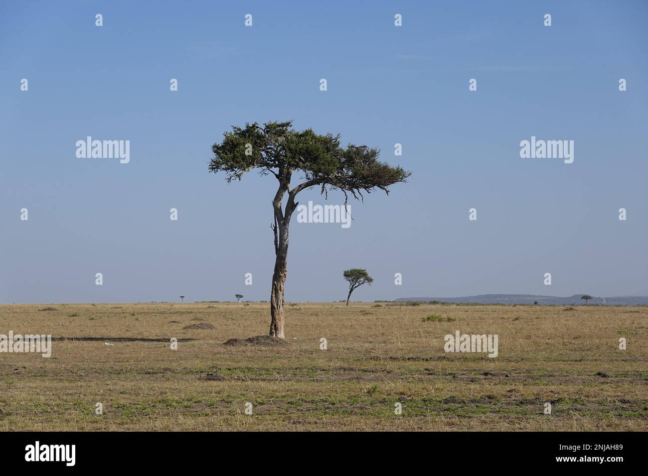 Lonely tree in the savannah of Kenya Stock Photo - Alamy