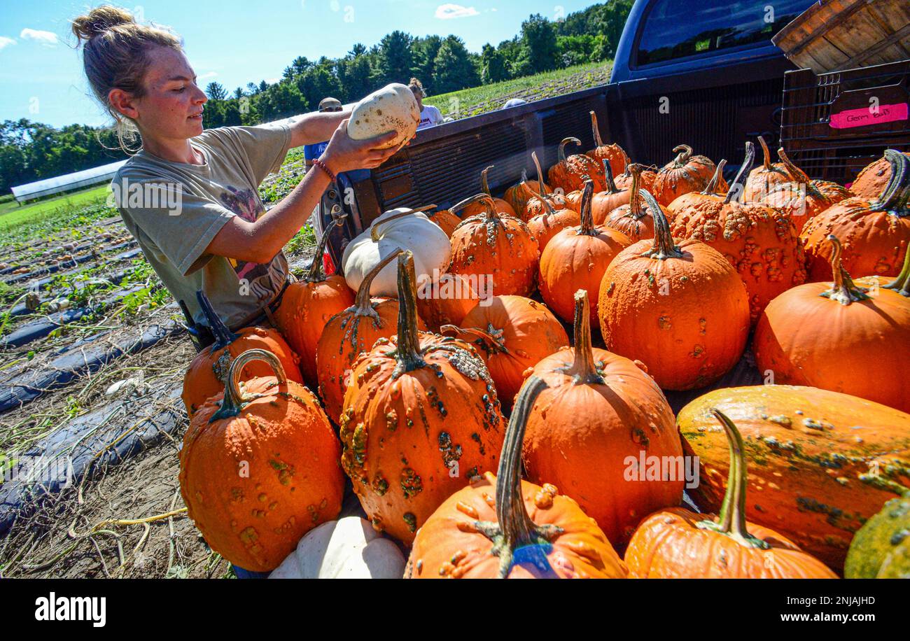 Ida Robertshaw, a crew leader at Walker Farm places pumpkins in the ...