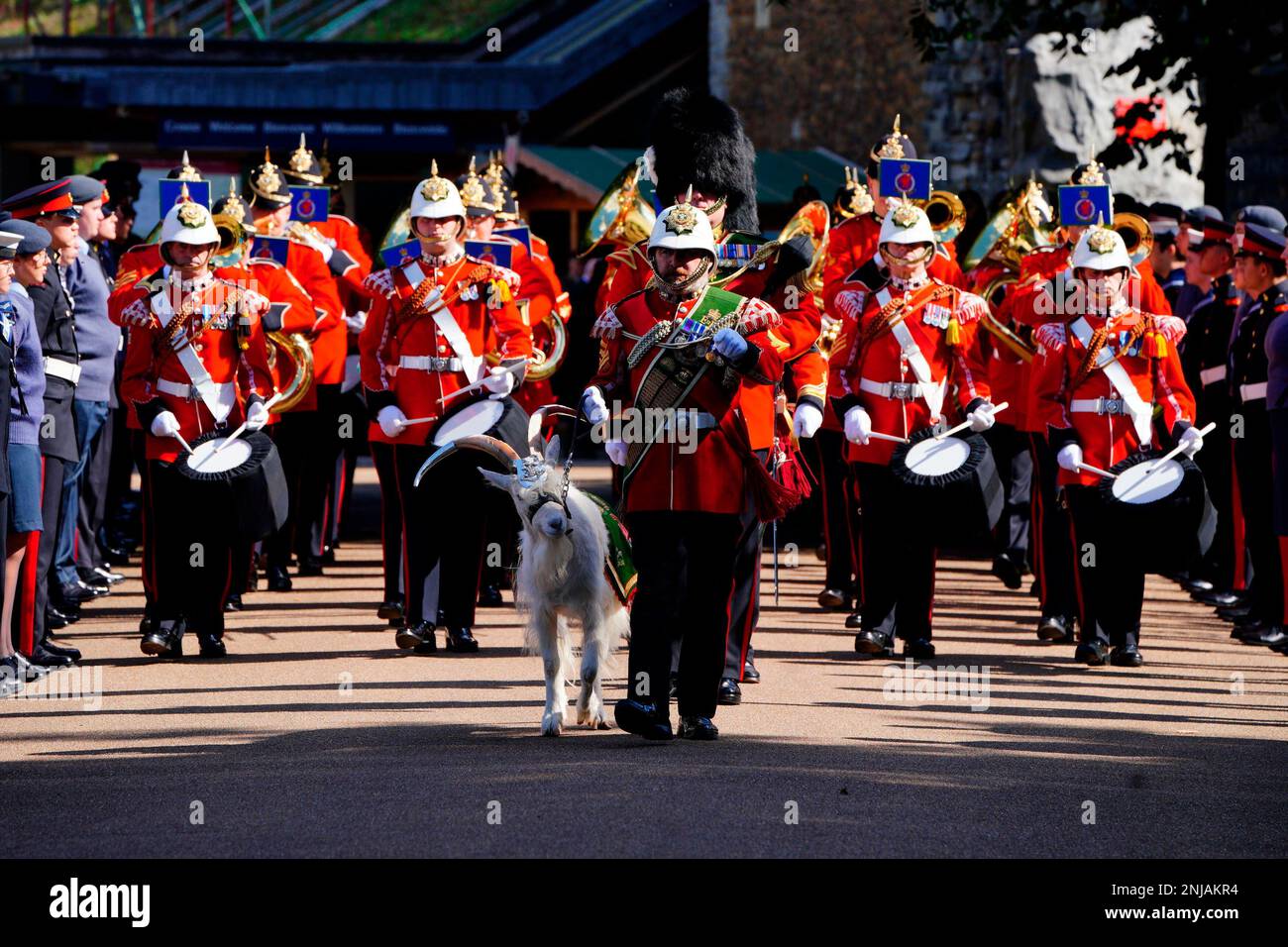 Lance Corporal Shenkin IV, the regimental mascot goat of the Third ...