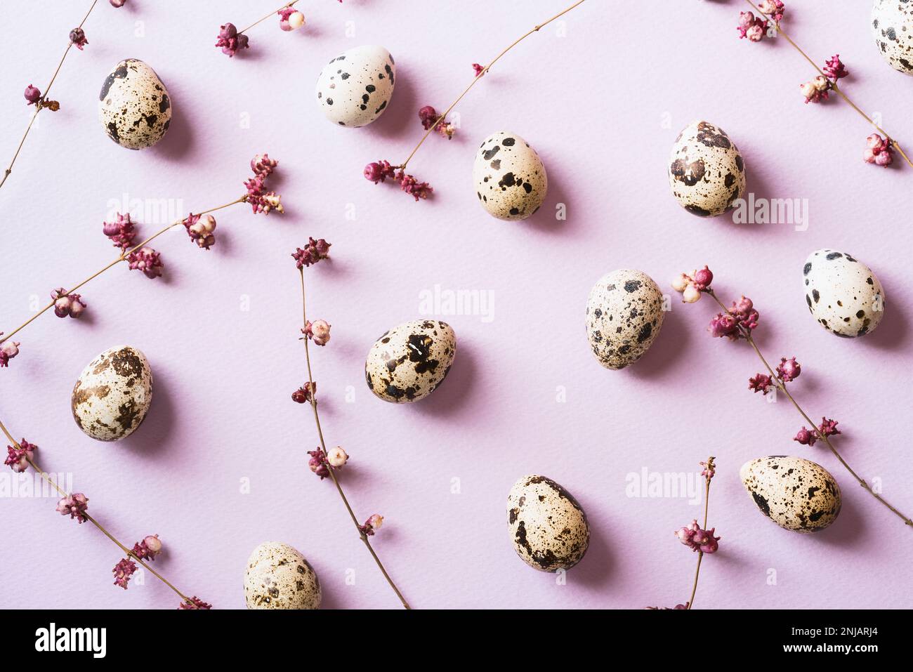 Quail eggs and purple spring flowers scattered on purple background ...