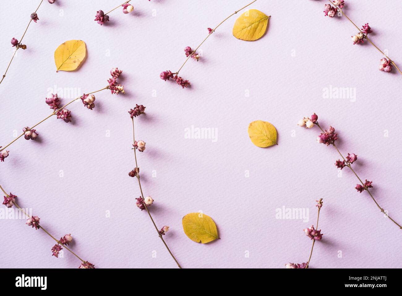 Spring flowers scattered on purple background Stock Photo - Alamy