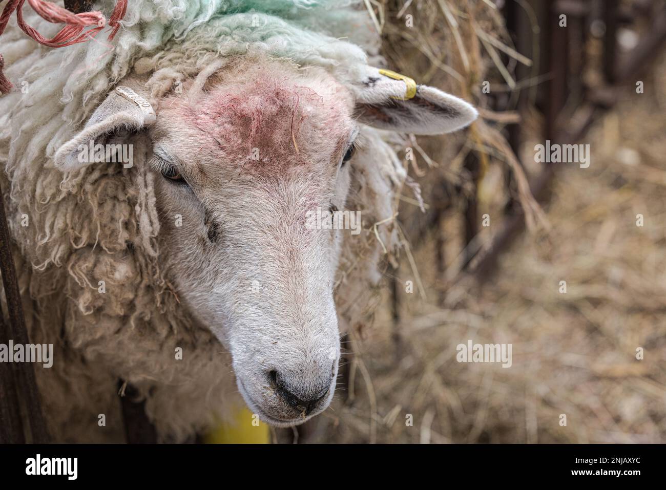 Marsh farm animal hi-res stock photography and images - Alamy