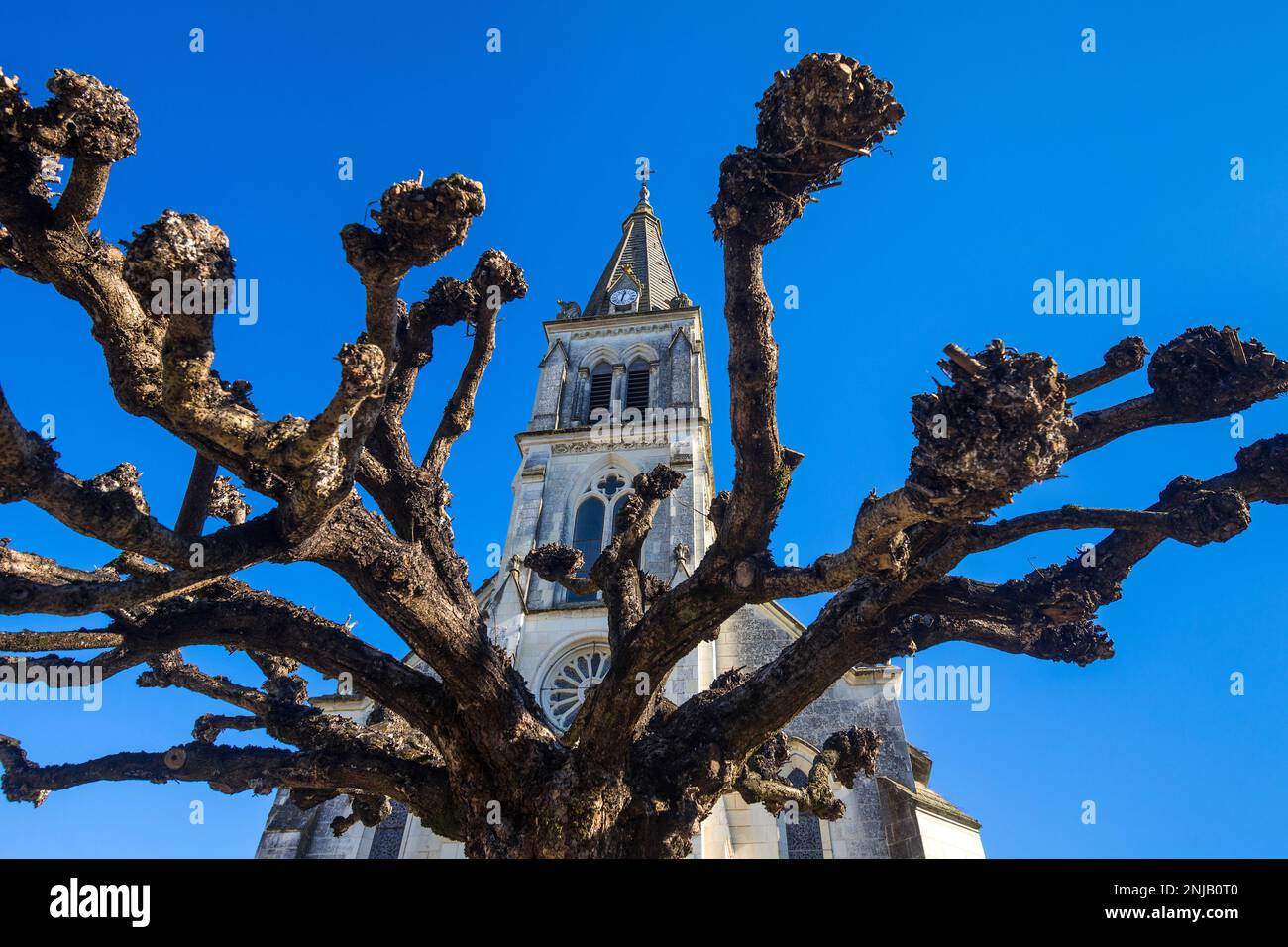 Lime tree silhouette hi-res stock photography and images - Alamy