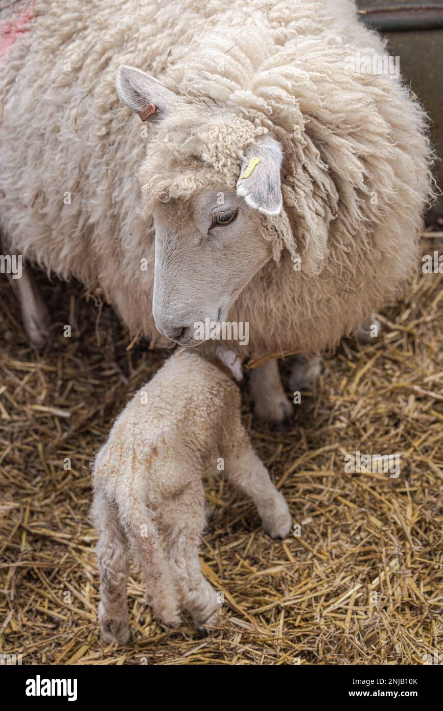 Romney Marsh sheep and newly born lamb on the farm, Kent, England Stock ...