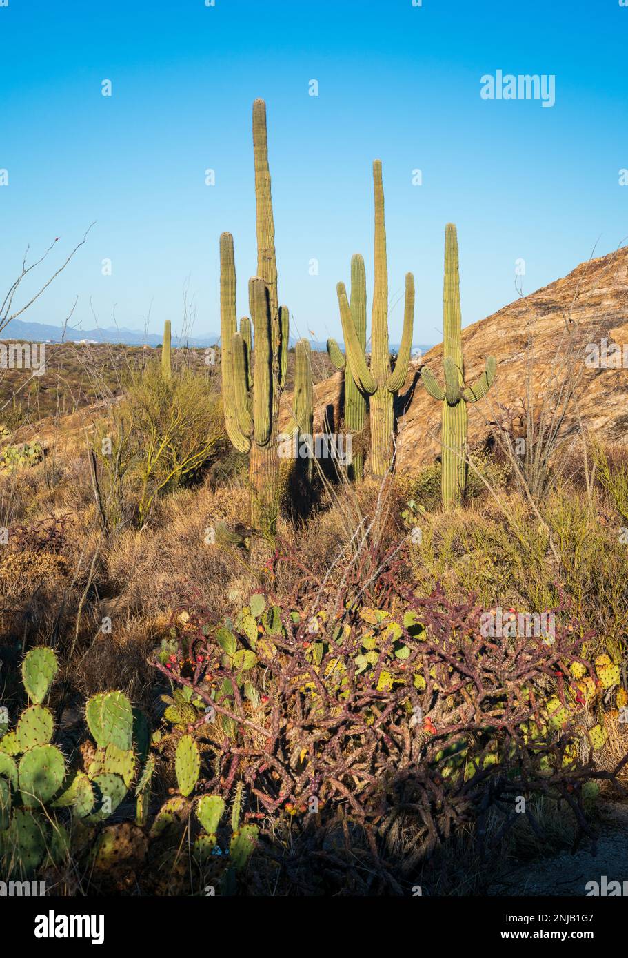 The Cacti at Saguaro National Park in Southern Arizona Stock Photo - Alamy