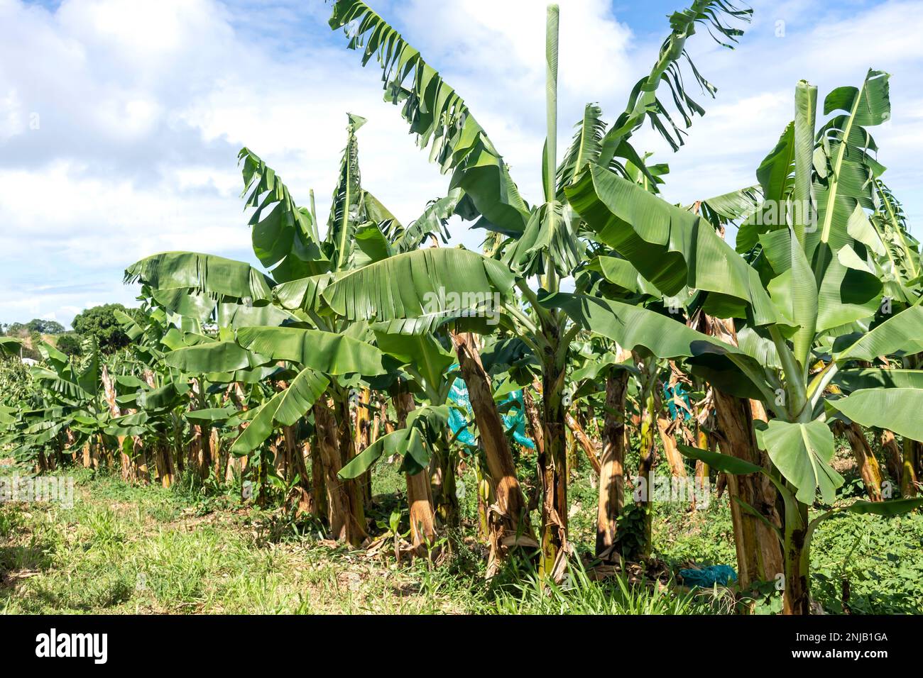 Banana plantation, Rivière-Salée, Martinique, Lesser Antilles ...