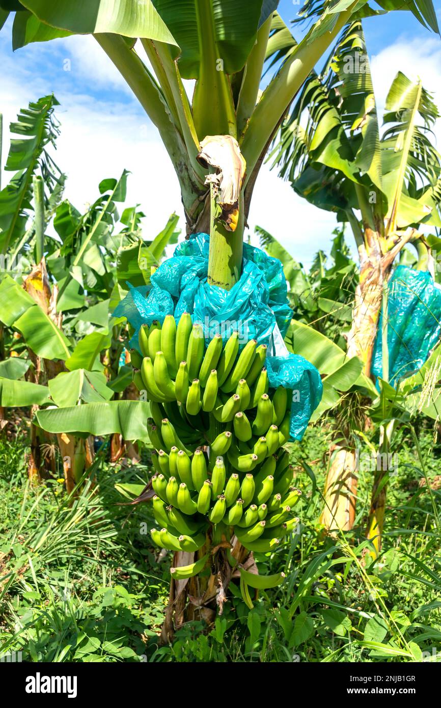 Bunch of bananas in banana plantation, Rivière-Salée, Martinique ...