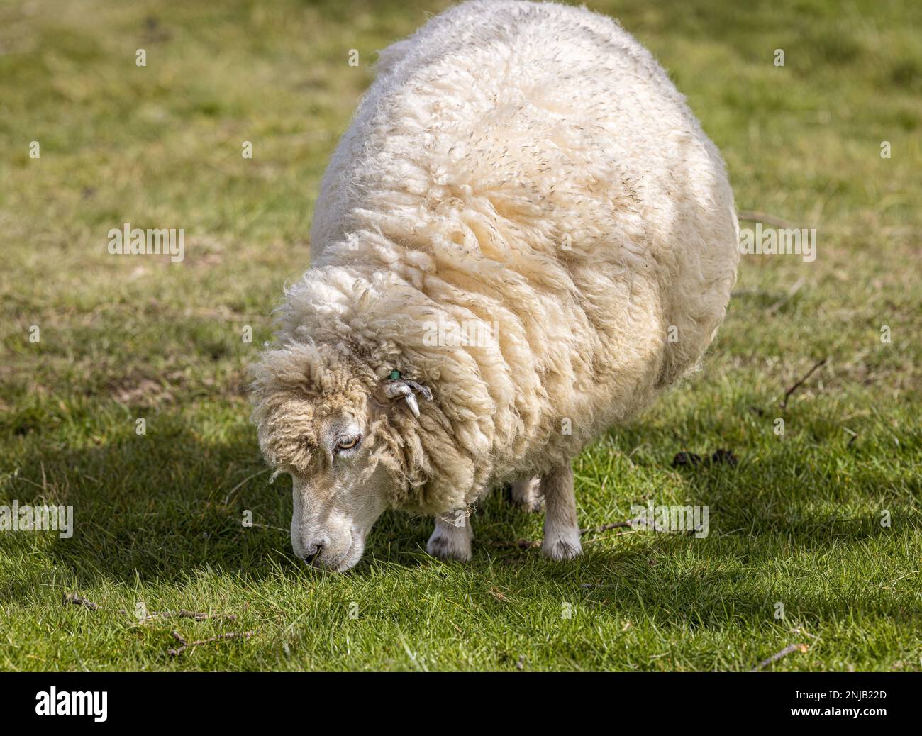Kent marshes sheep hi-res stock photography and images - Alamy