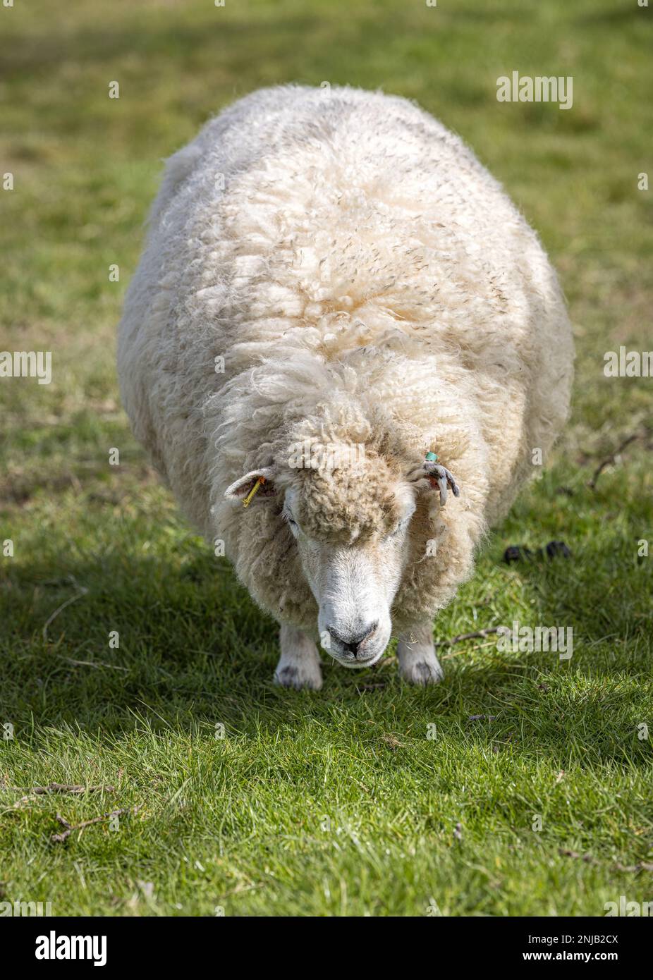 Kent marshes sheep hi-res stock photography and images - Alamy