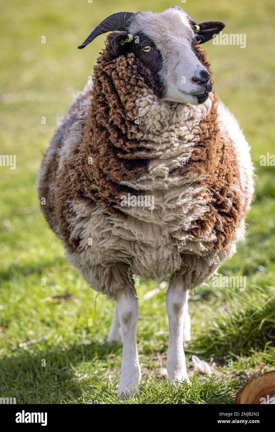 Domestic sheep jacob sheep lamb hi-res stock photography and images - Alamy