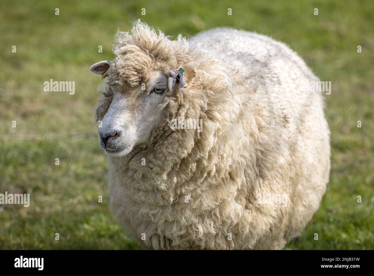 Sheep shadows shadow hi-res stock photography and images - Alamy