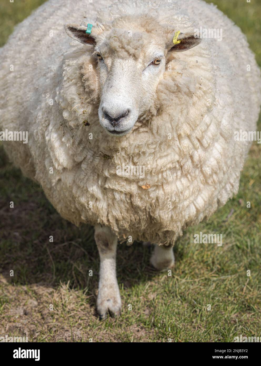Kent marshes sheep hi-res stock photography and images - Alamy