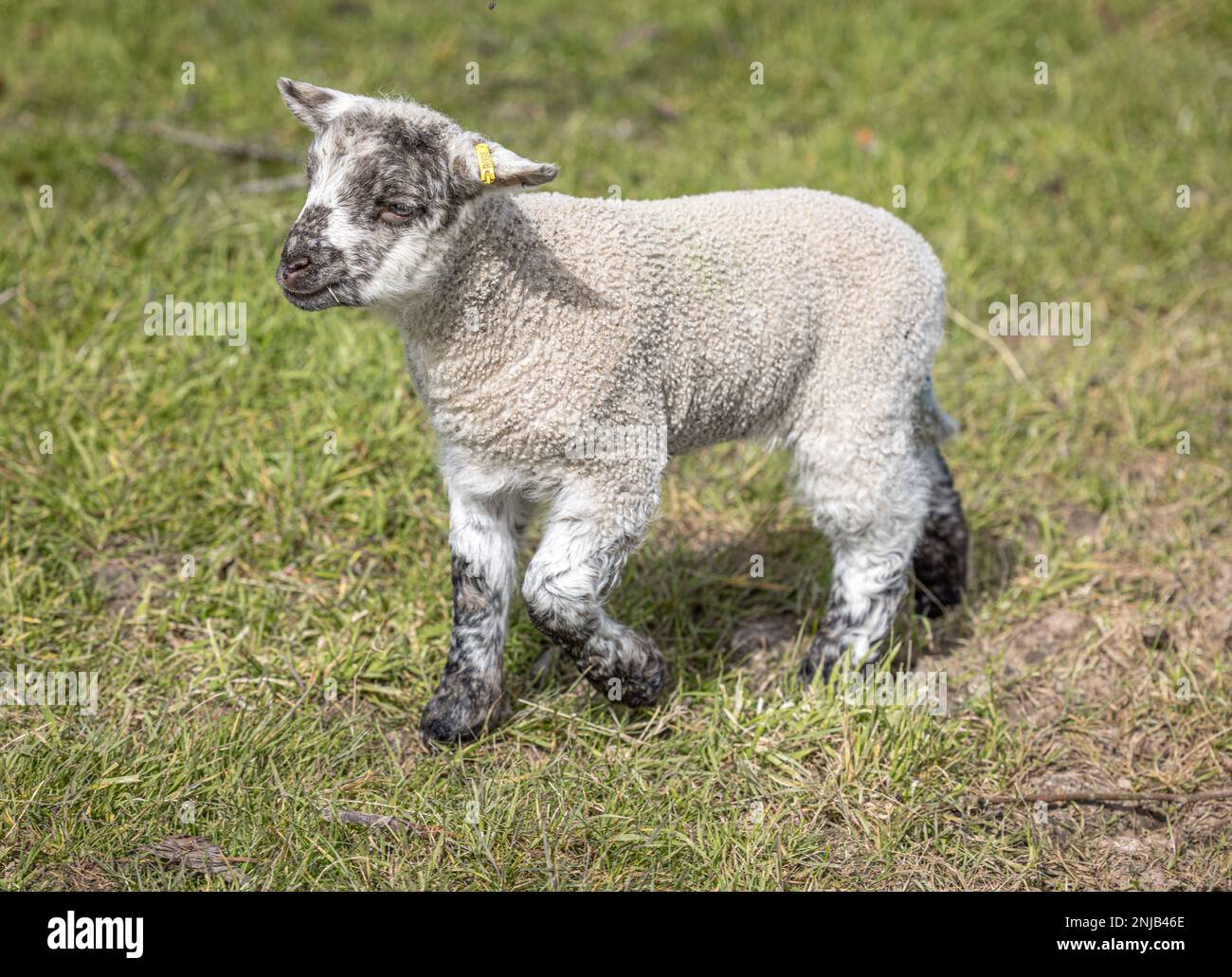 Sussex lamb hi-res stock photography and images - Alamy