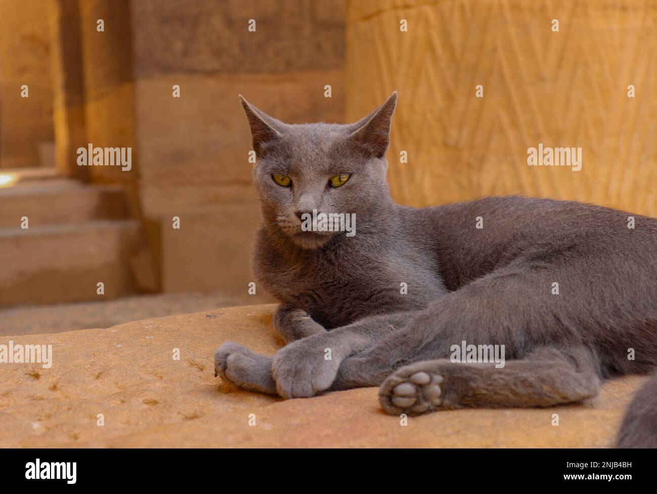 Egyptian pharaonic cat hi-res stock photography and images - Alamy