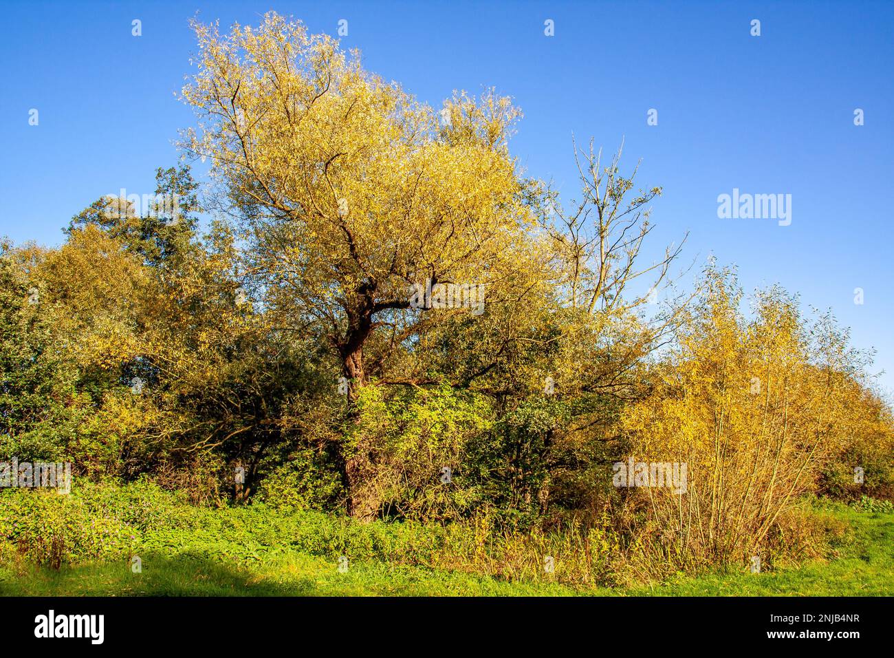 yellow autumn colors decorate this tree. It stands after on a river ...
