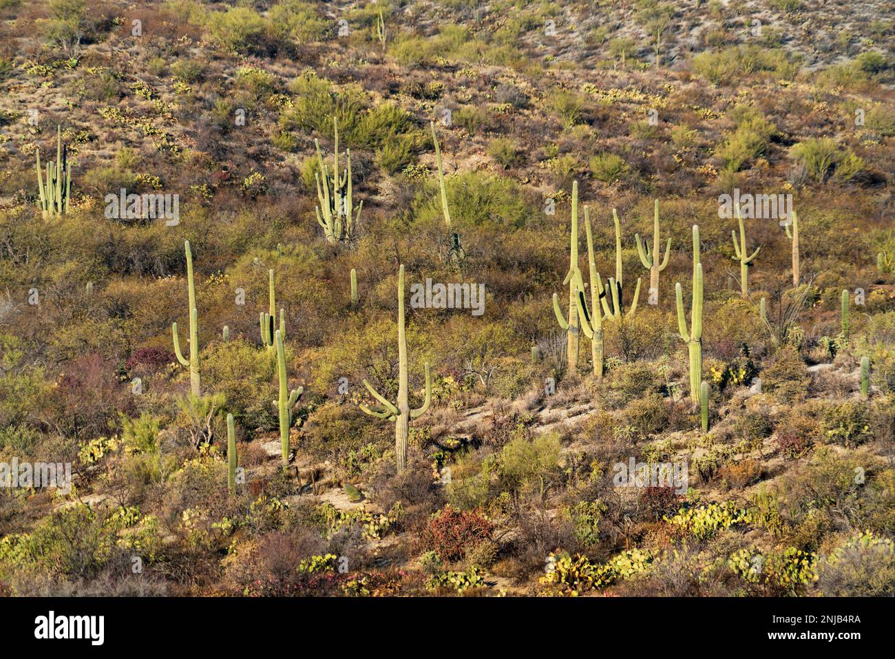 Cacti at Saguaro National Park in Southern Arizona Stock Photo - Alamy