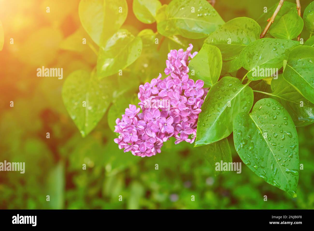 Big lilac branch bloom. Bright blooms of spring lilacs bush. Spring ...