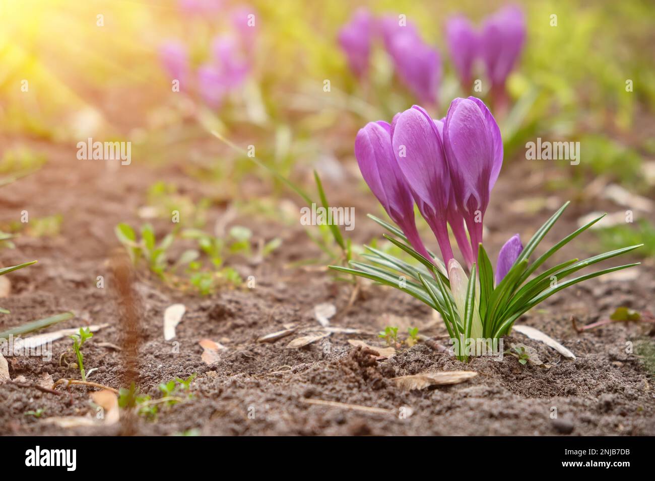 Large group of purple crocuses Ruby giant and a bumblebee sitting ...