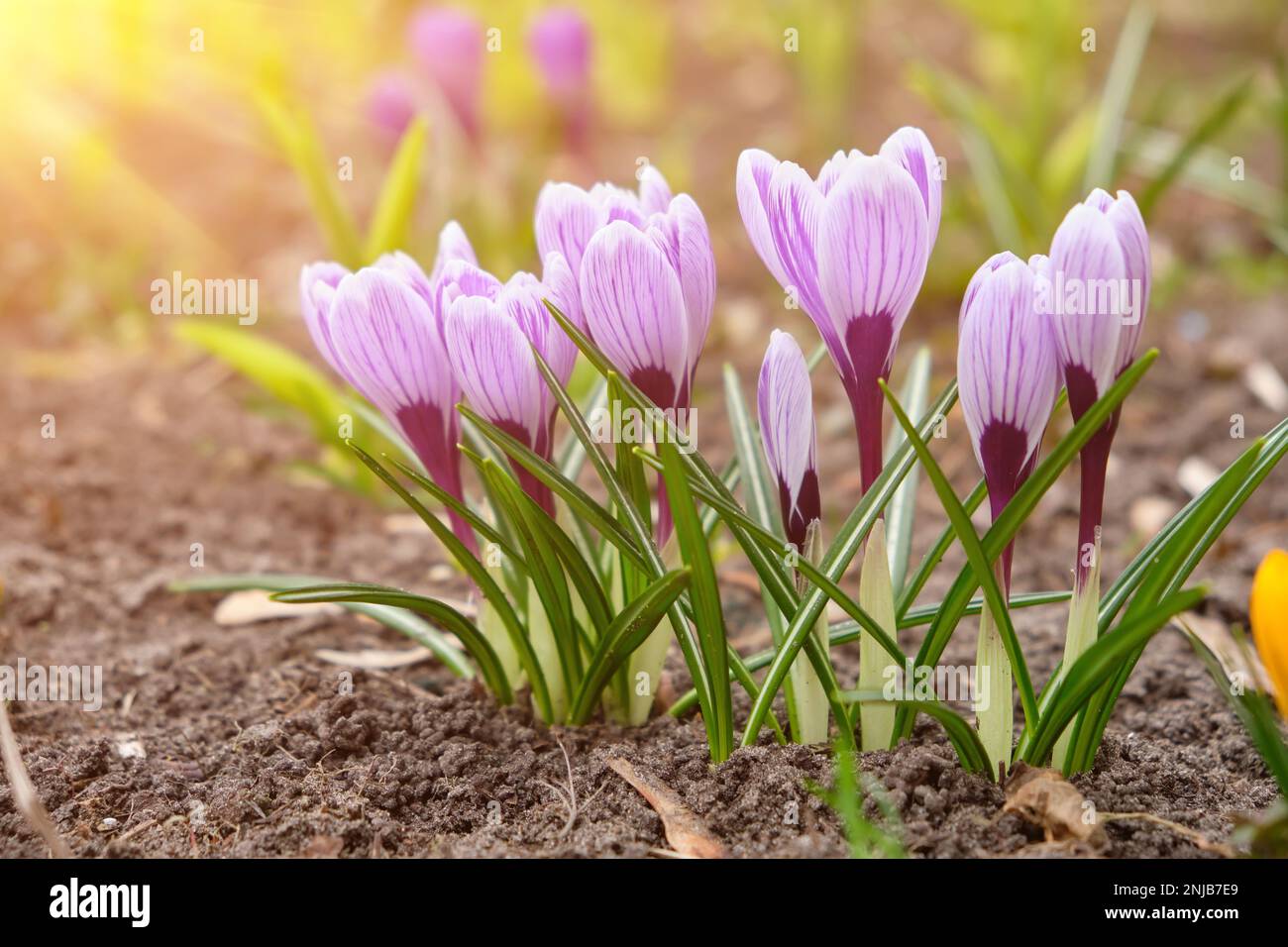 Large group of purple crocuses Ruby giant and a bumblebee sitting ...