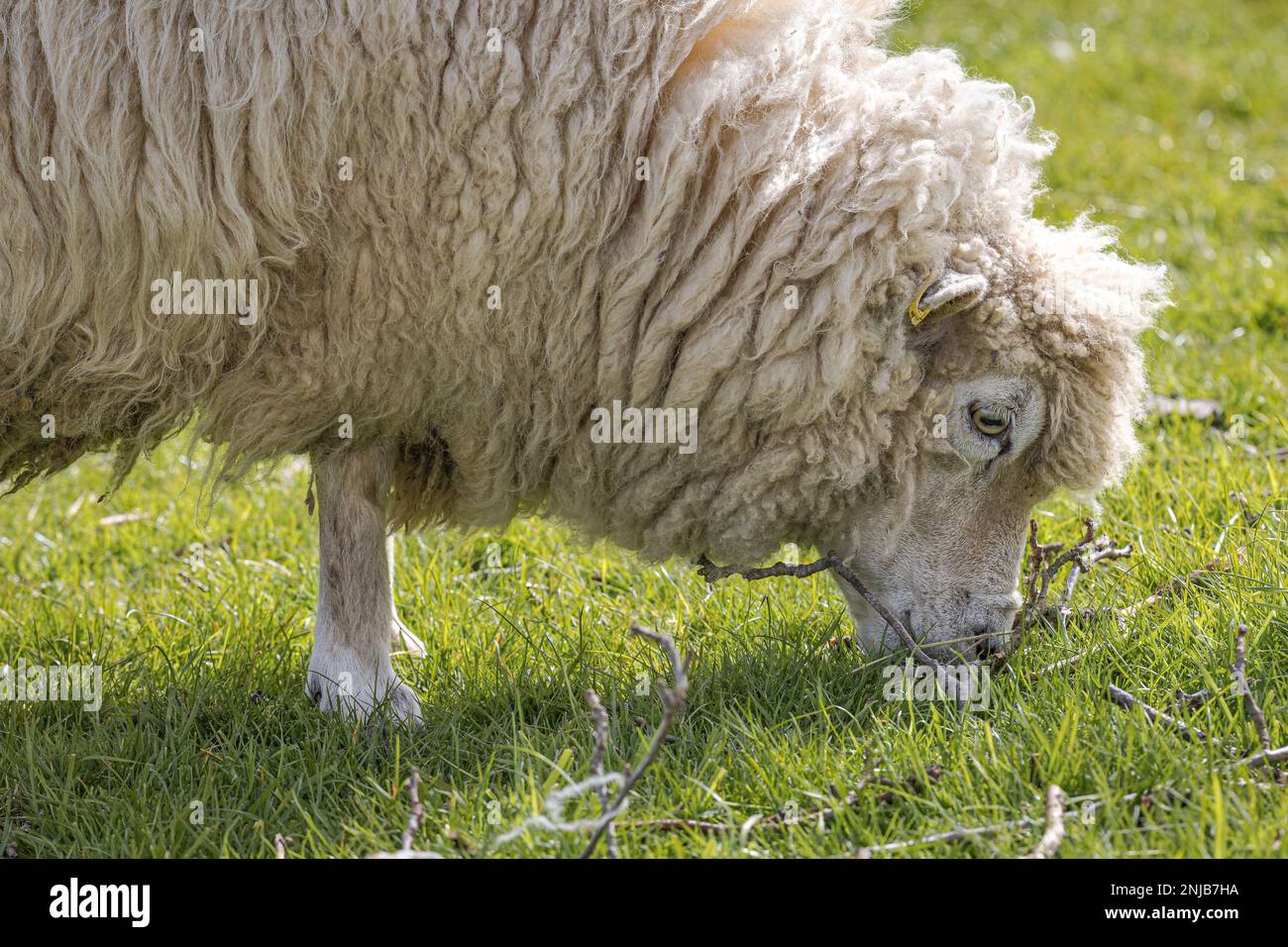 Romney Marsh sheep on the farm, Kent, England Stock Photo - Alamy