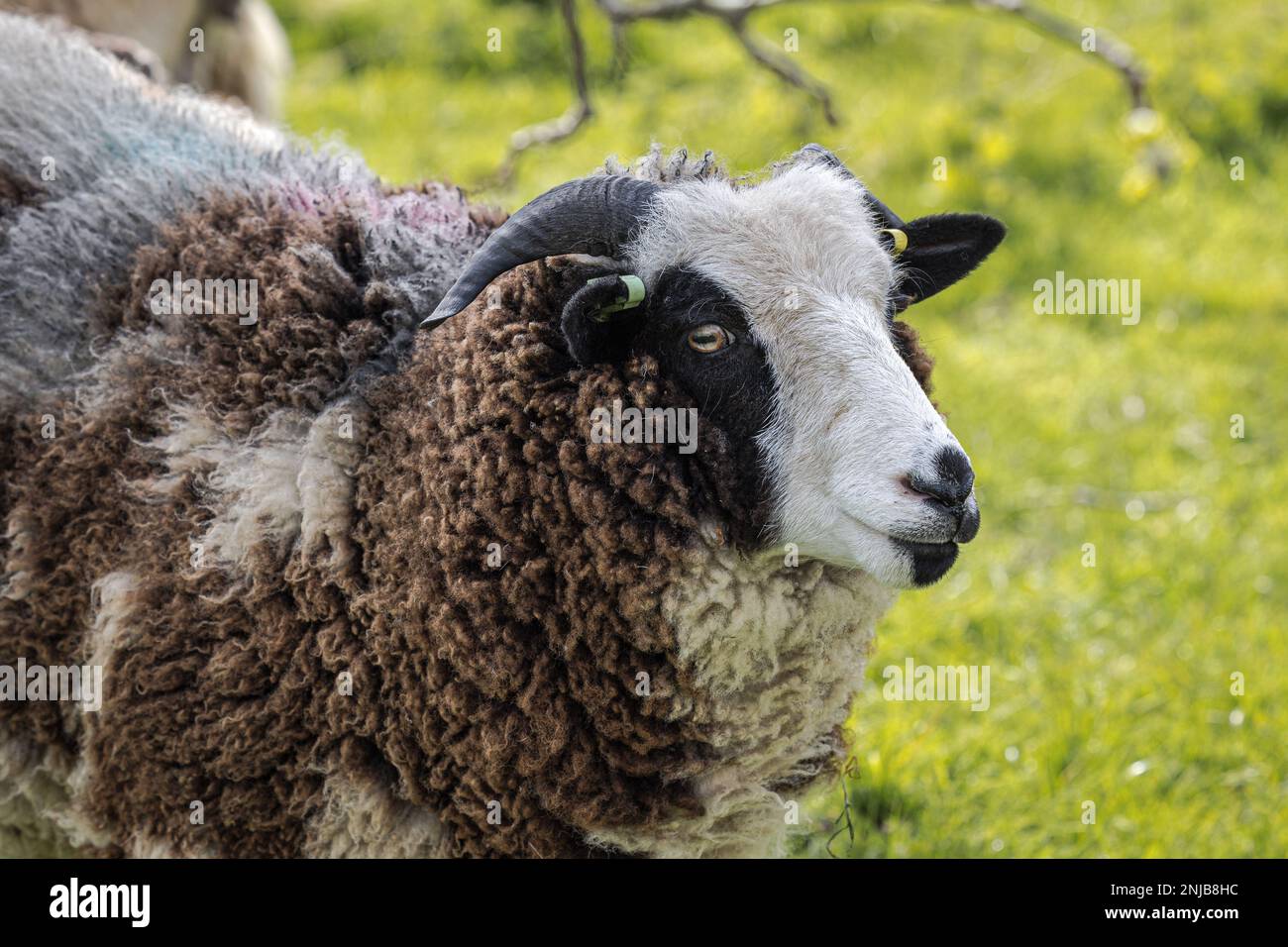 Jacob sheep lamb hi-res stock photography and images - Alamy